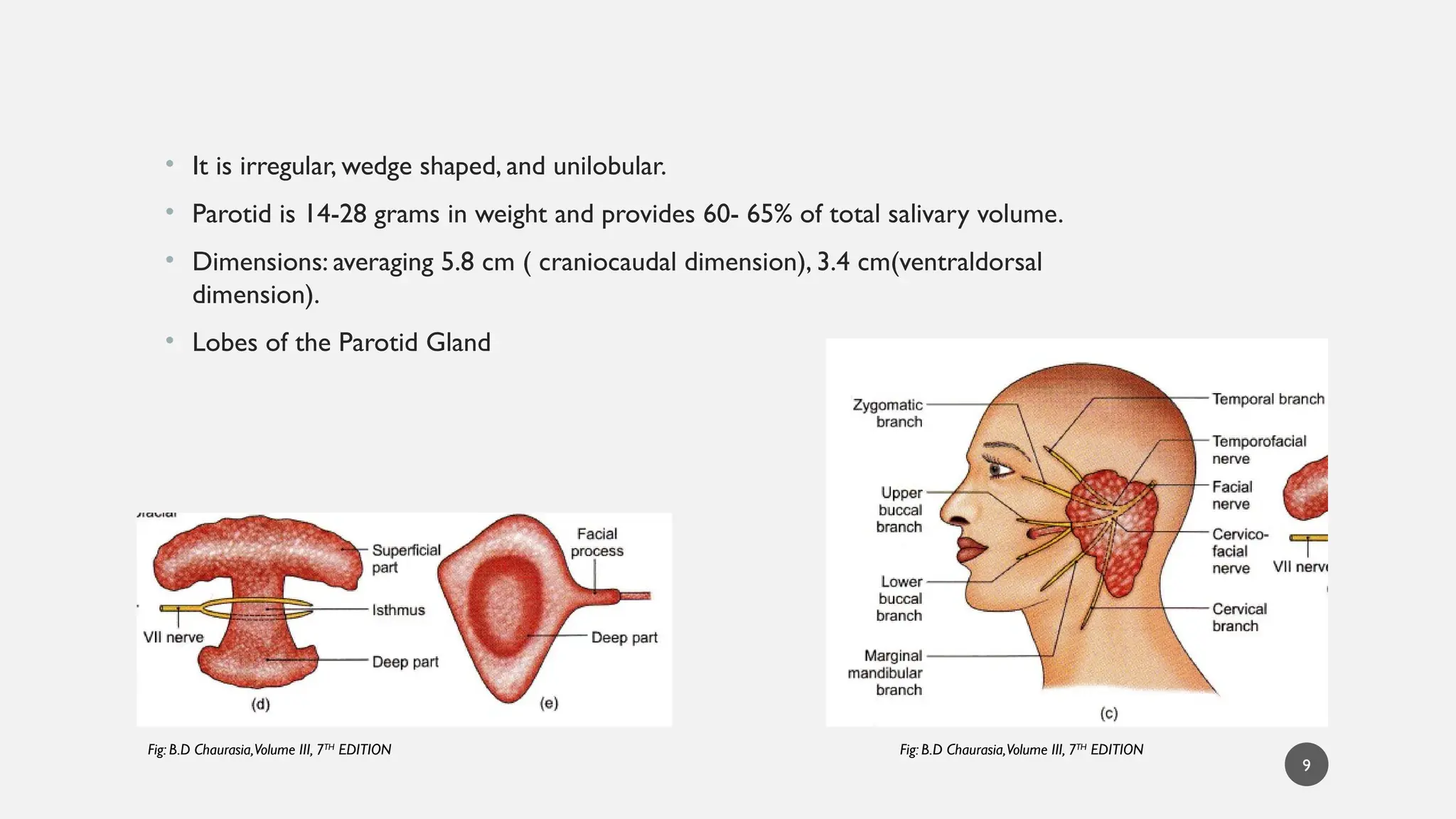 Parotid gland anatomy, surgical anatomy, disease | PPTX