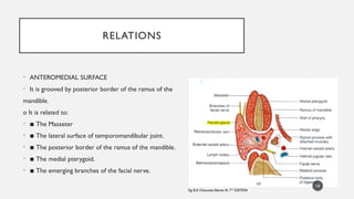 Parotid gland anatomy, surgical anatomy, disease | PPTX