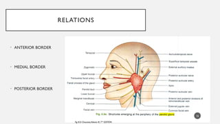 Parotid gland anatomy, surgical anatomy, disease | PPTX