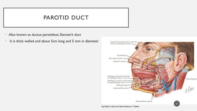 Parotid gland anatomy, surgical anatomy, disease | PPTX | Ear, Nose and ...