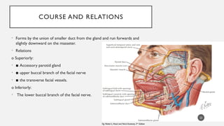 Parotid gland anatomy, surgical anatomy, disease | PPTX
