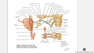 Parotid gland anatomy, surgical anatomy, disease | PPTX