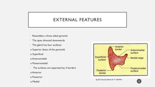 Parotid gland anatomy, surgical anatomy, disease | PPTX