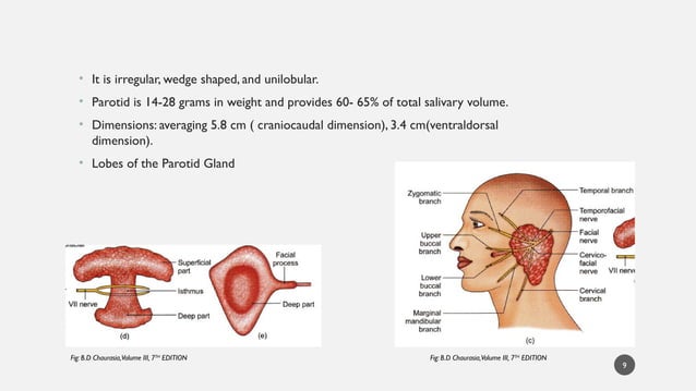 Parotid gland anatomy, surgical anatomy, disease | PPTX | Ear, Nose and ...