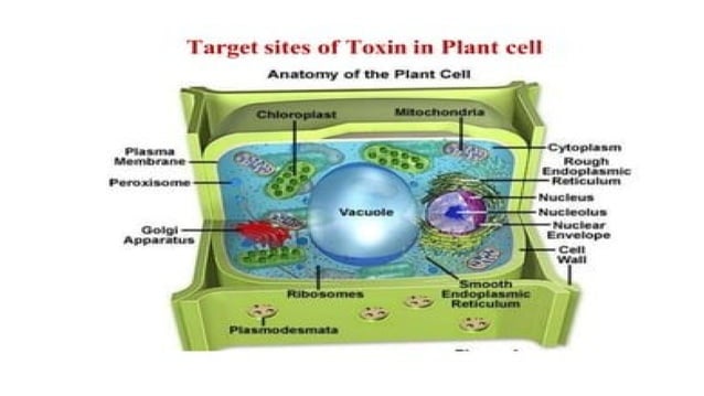 Plant Pathogenic Toxin .They can directly damage plant cells and ...