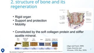 bone grafts and biomaterial substitutes for bone defect repair | PPTX