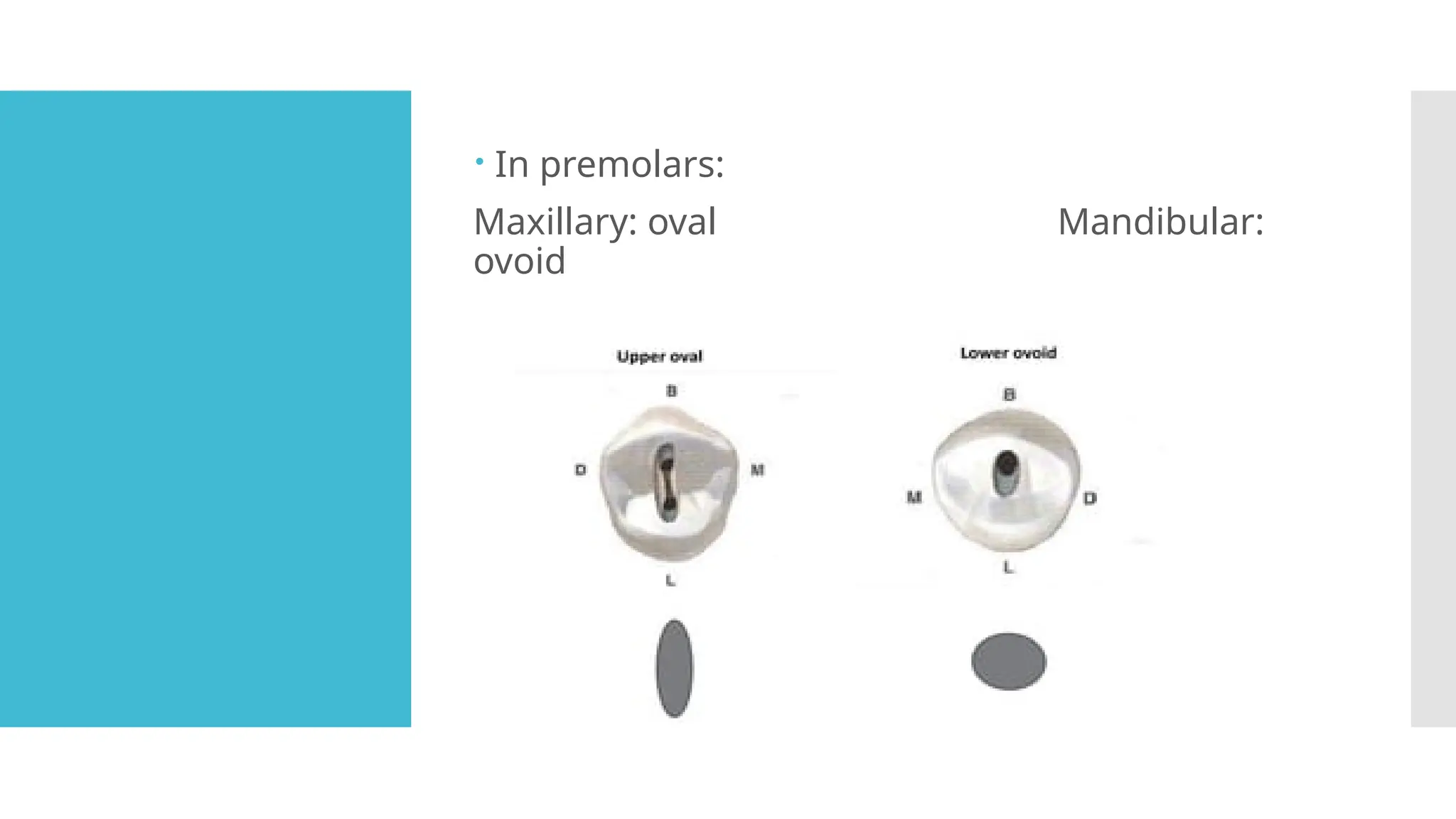 ANATOMY OF PULP AND ACCESS OPENING .pptx