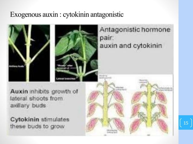plant growth hormones(auxin and cytokinin) | PPTX