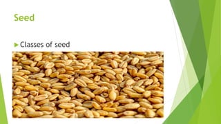 seed and its classes | PPTX