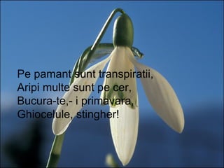 Spring/Primavara | PPT