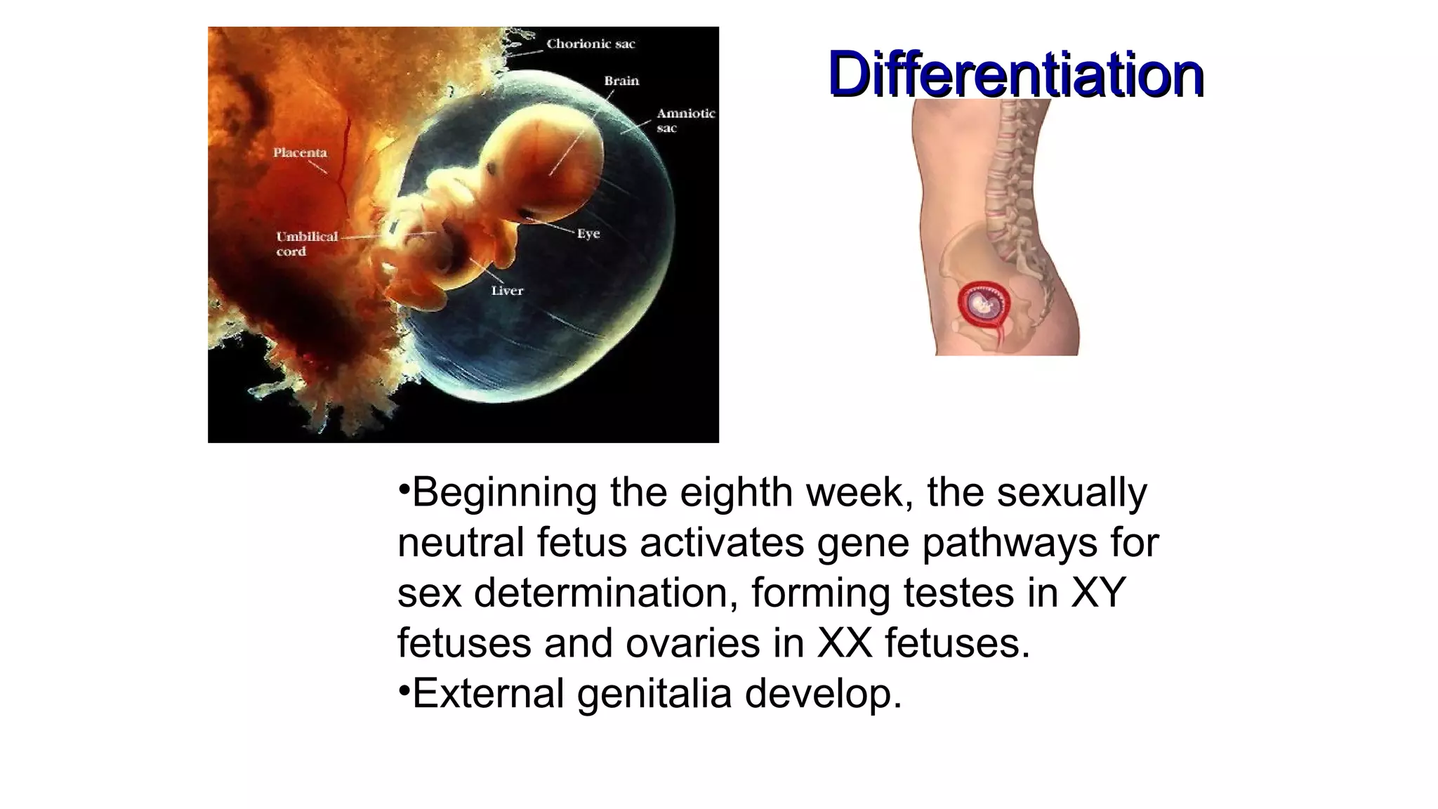 pregnancy and homoeopathic management | PPS | Pregnancy | Reproductive ...