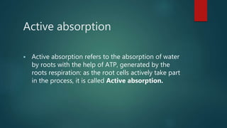 Translocation and Absorption of water by sohail | PPTX