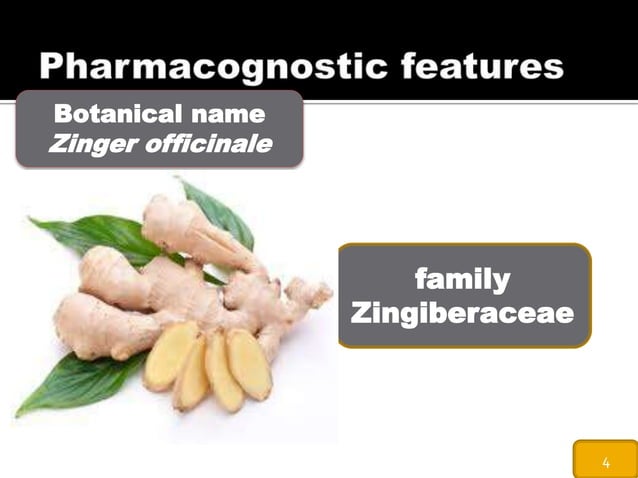 Ginger presentation | PPT