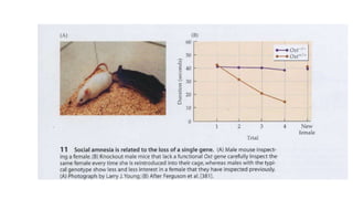 RELATION OF GENE , NEUROLOGY AND BEHAVIOUR CASE STUDY ANIMAL BEHAVIOUR ...