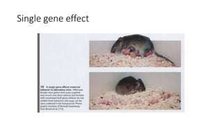 RELATION OF GENE , NEUROLOGY AND BEHAVIOUR CASE STUDY ANIMAL BEHAVIOUR ...