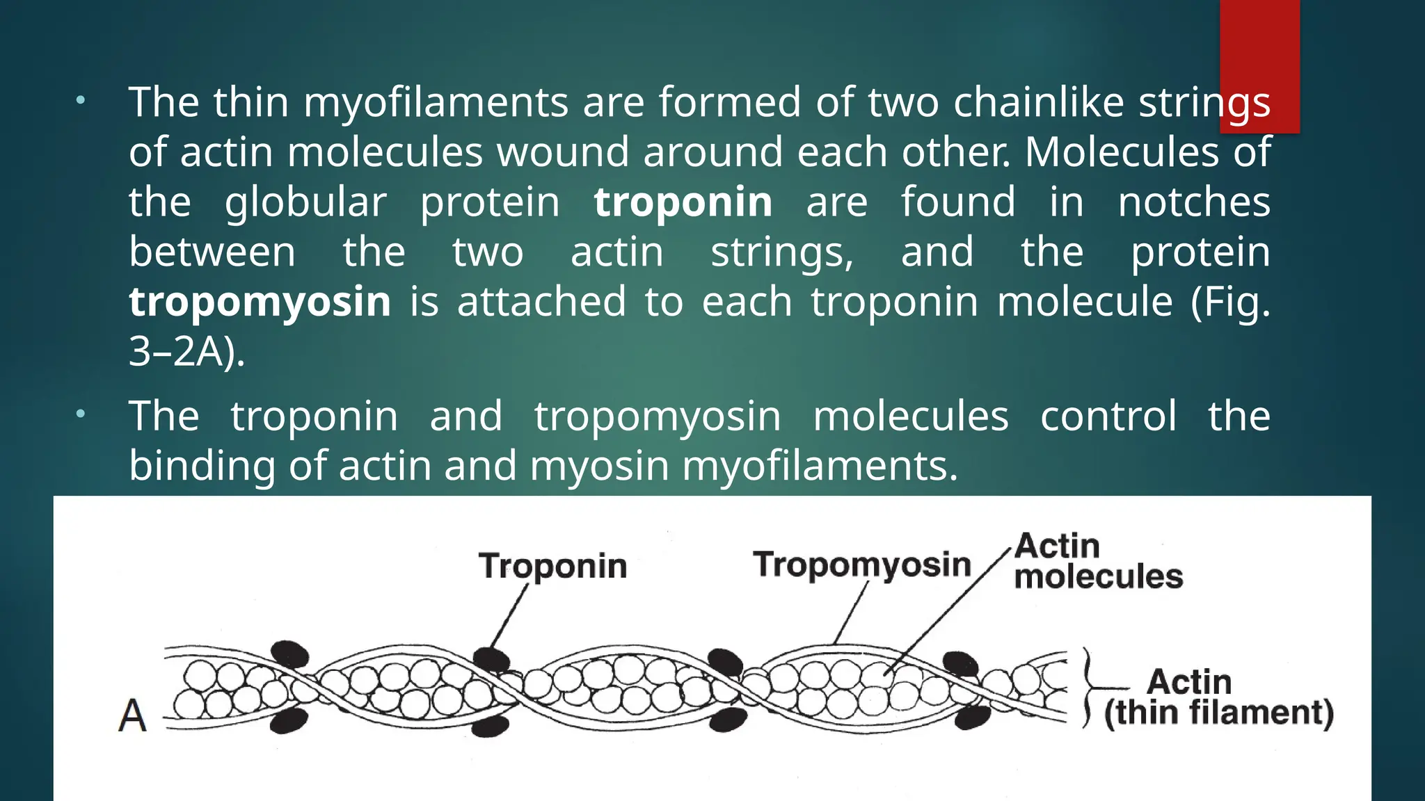 Muscle Mechanics: Muscle physiology in physiotherapy | PPTX
