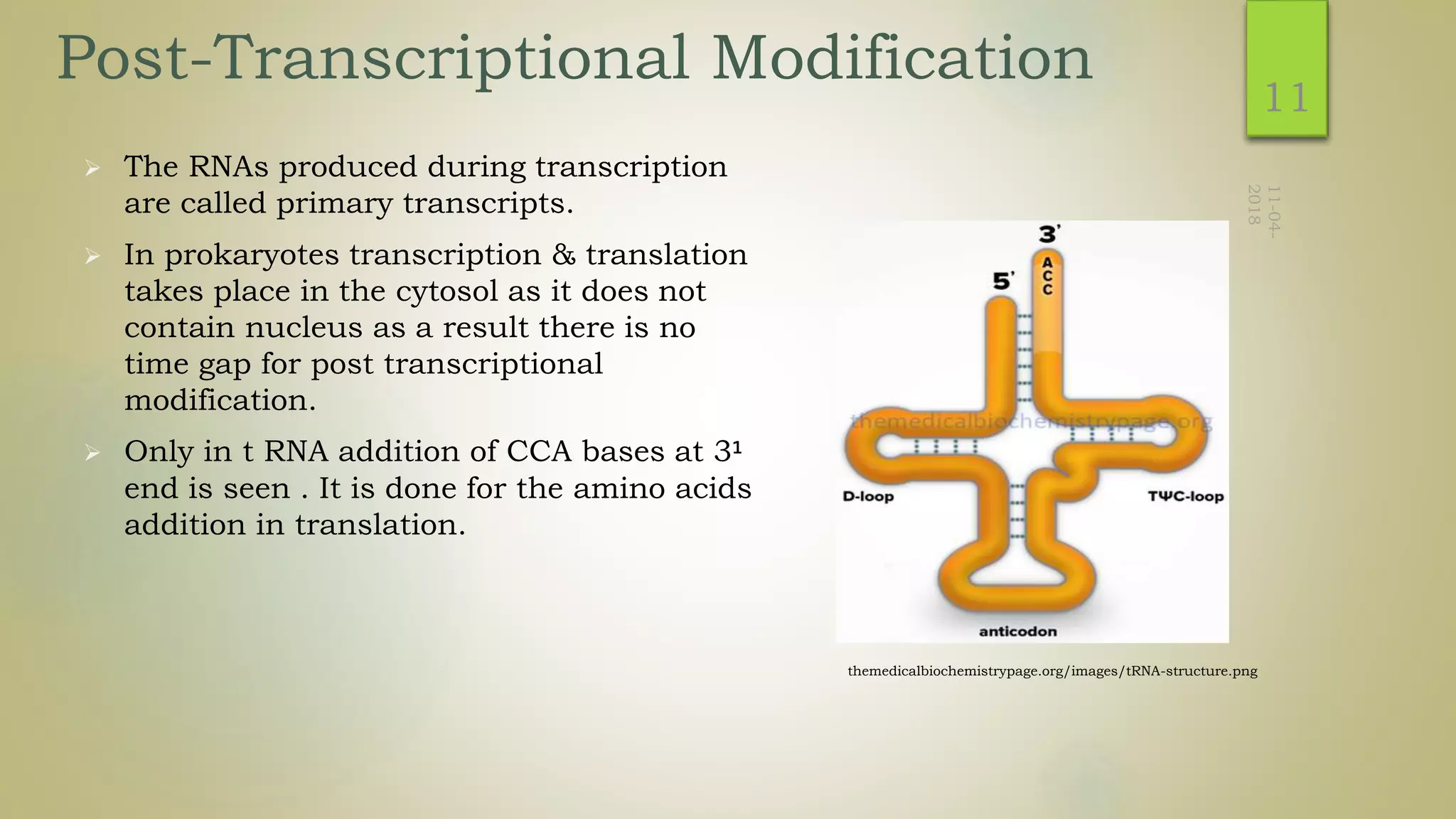 MOLECULAR GENETICS : PROKARYOTIC TRANSCRIPTION OR RNA SYNTHESIS BY DNA ...