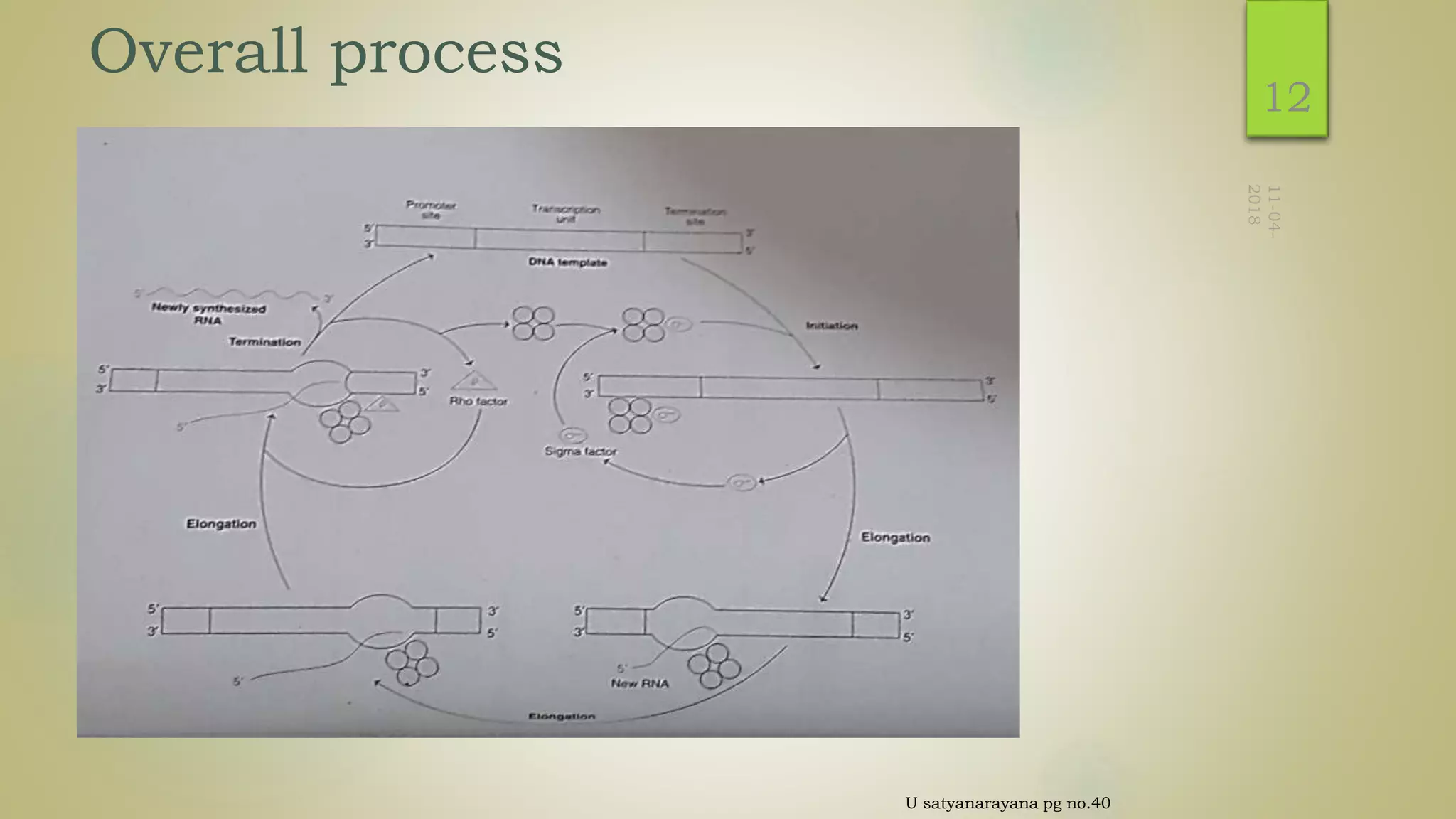 MOLECULAR GENETICS : PROKARYOTIC TRANSCRIPTION OR RNA SYNTHESIS BY DNA ...