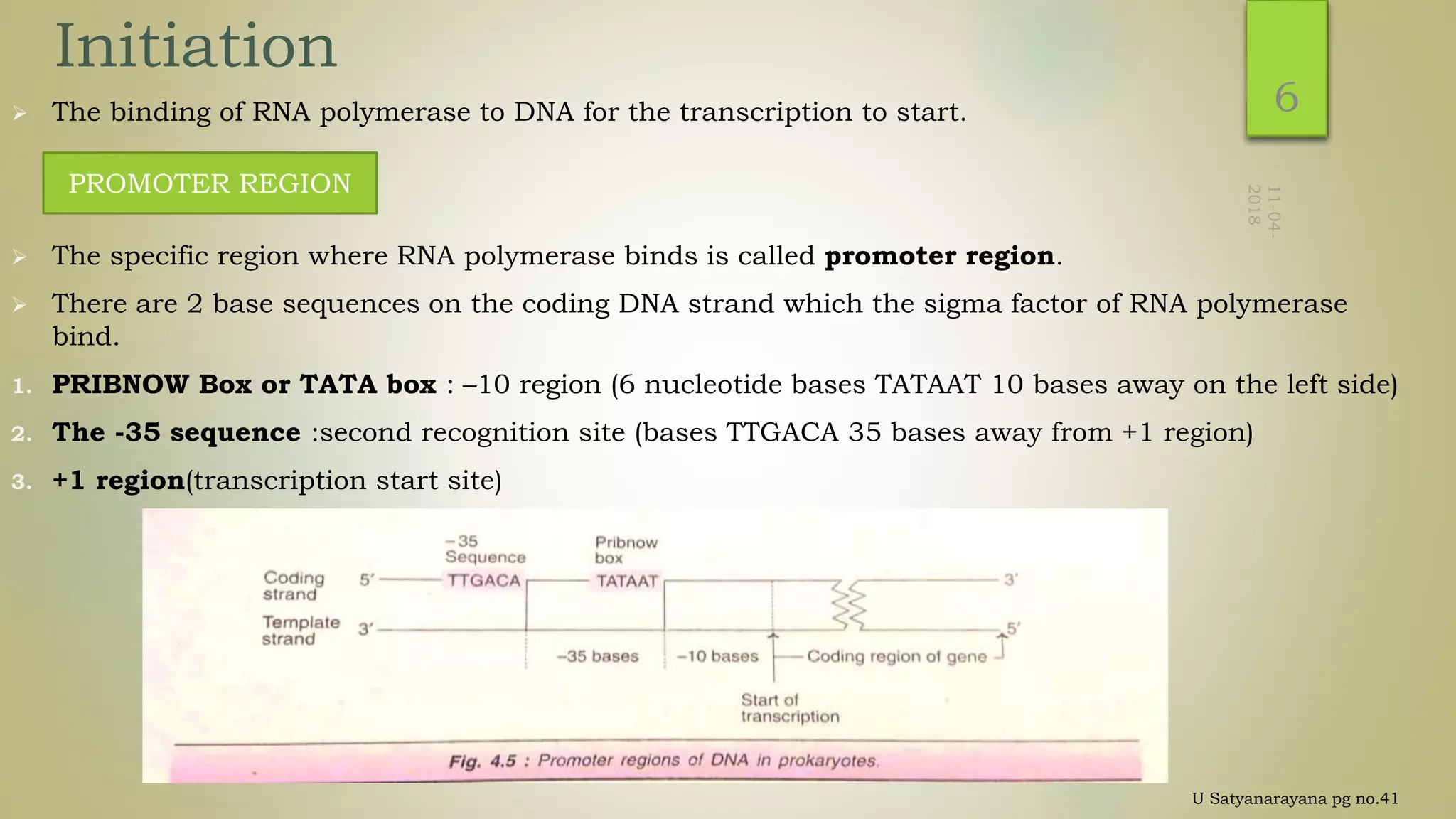 MOLECULAR GENETICS : PROKARYOTIC TRANSCRIPTION OR RNA SYNTHESIS BY DNA ...