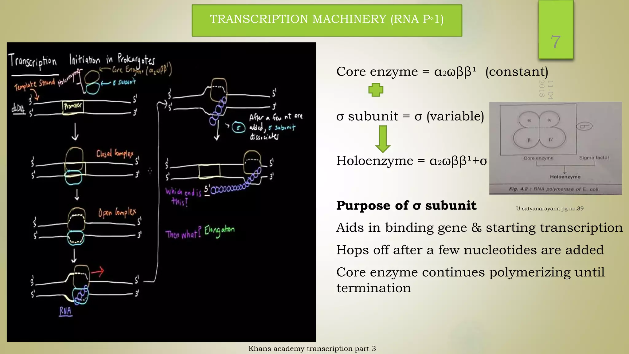MOLECULAR GENETICS : PROKARYOTIC TRANSCRIPTION OR RNA SYNTHESIS BY DNA ...