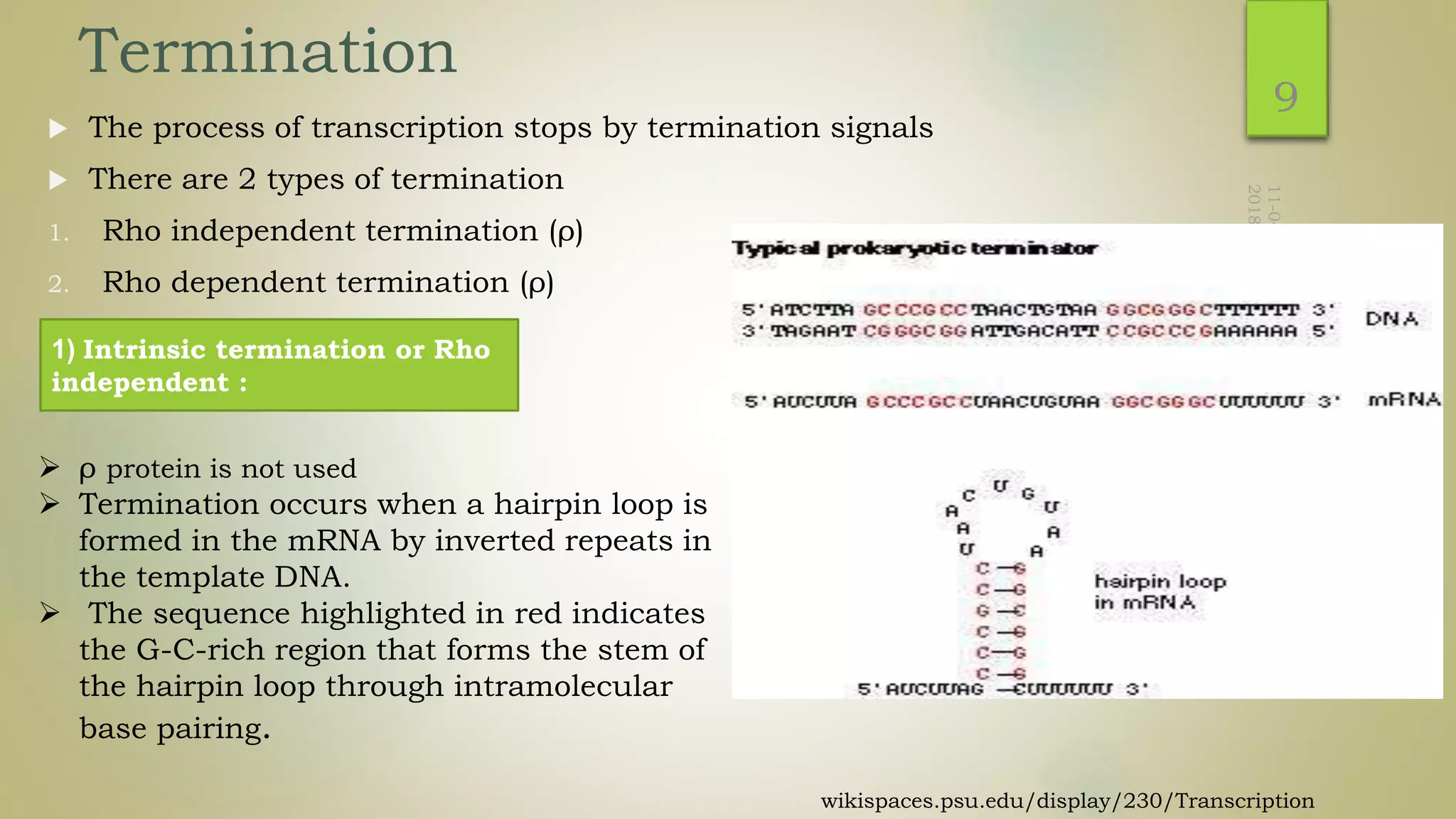 MOLECULAR GENETICS : PROKARYOTIC TRANSCRIPTION OR RNA SYNTHESIS BY DNA ...