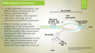 MOLECULAR GENETICS : PROKARYOTIC TRANSCRIPTION OR RNA SYNTHESIS BY DNA ...