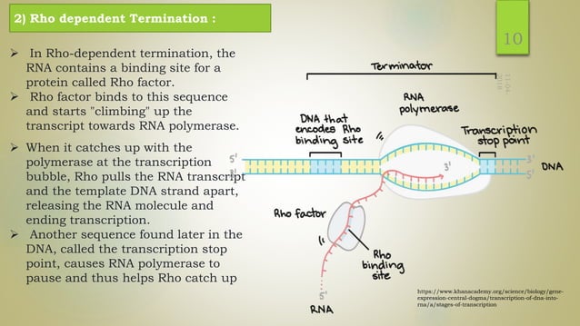 MOLECULAR GENETICS : PROKARYOTIC TRANSCRIPTION OR RNA SYNTHESIS BY DNA ...