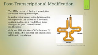 MOLECULAR GENETICS : PROKARYOTIC TRANSCRIPTION OR RNA SYNTHESIS BY DNA DEPENDENT RNA POLYMERASE ...