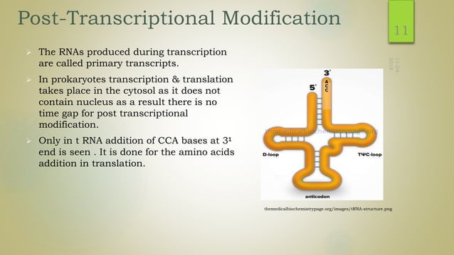 MOLECULAR GENETICS : PROKARYOTIC TRANSCRIPTION OR RNA SYNTHESIS BY DNA ...