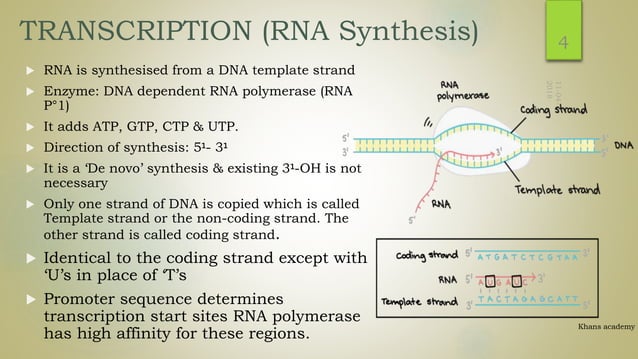 MOLECULAR GENETICS : PROKARYOTIC TRANSCRIPTION OR RNA SYNTHESIS BY DNA ...
