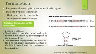 MOLECULAR GENETICS : PROKARYOTIC TRANSCRIPTION OR RNA SYNTHESIS BY DNA ...