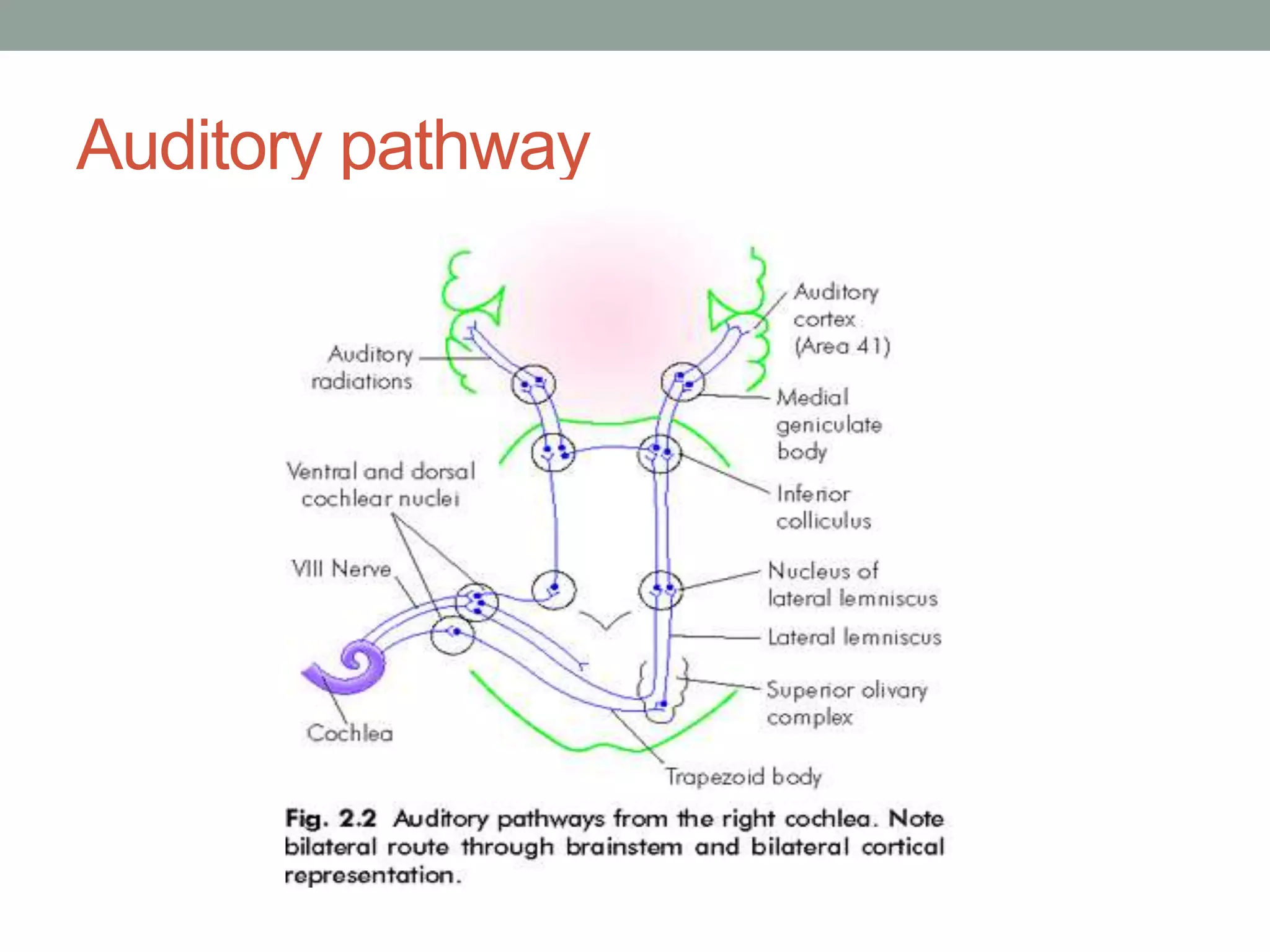 OAE and BERA ( otoacoustic emissions and brainstem evoked response ...