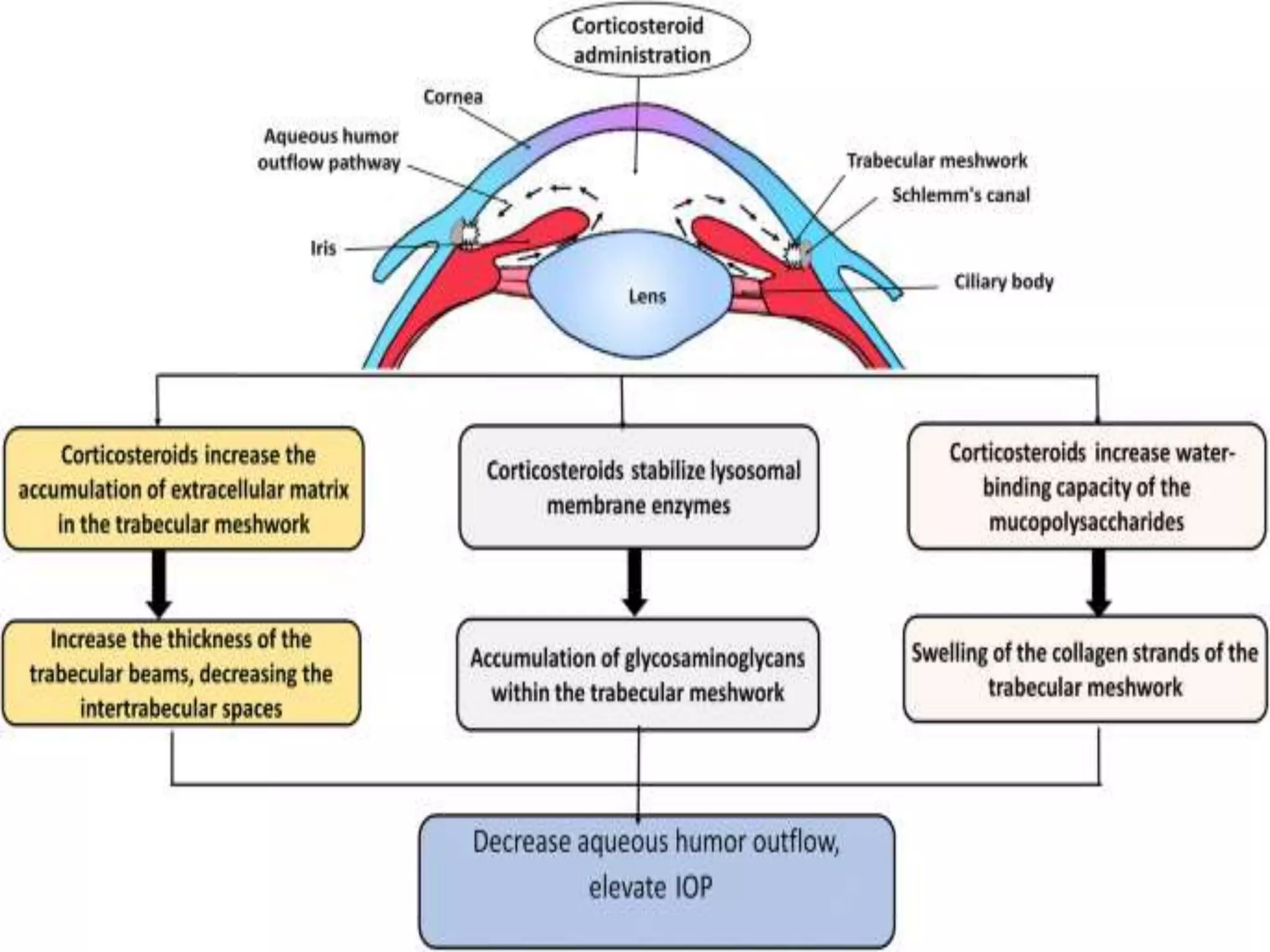 steroids and NSAIDS | PPTX