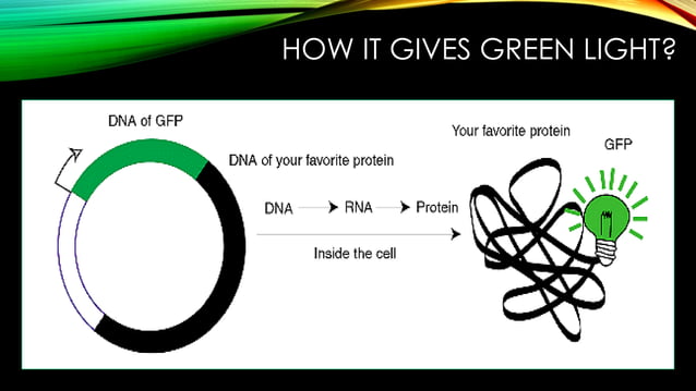 Green Fluorescent Protein | PPTX | Biological Sciences | Science