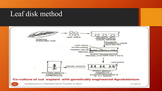 agrobacterium transformation | PPTX