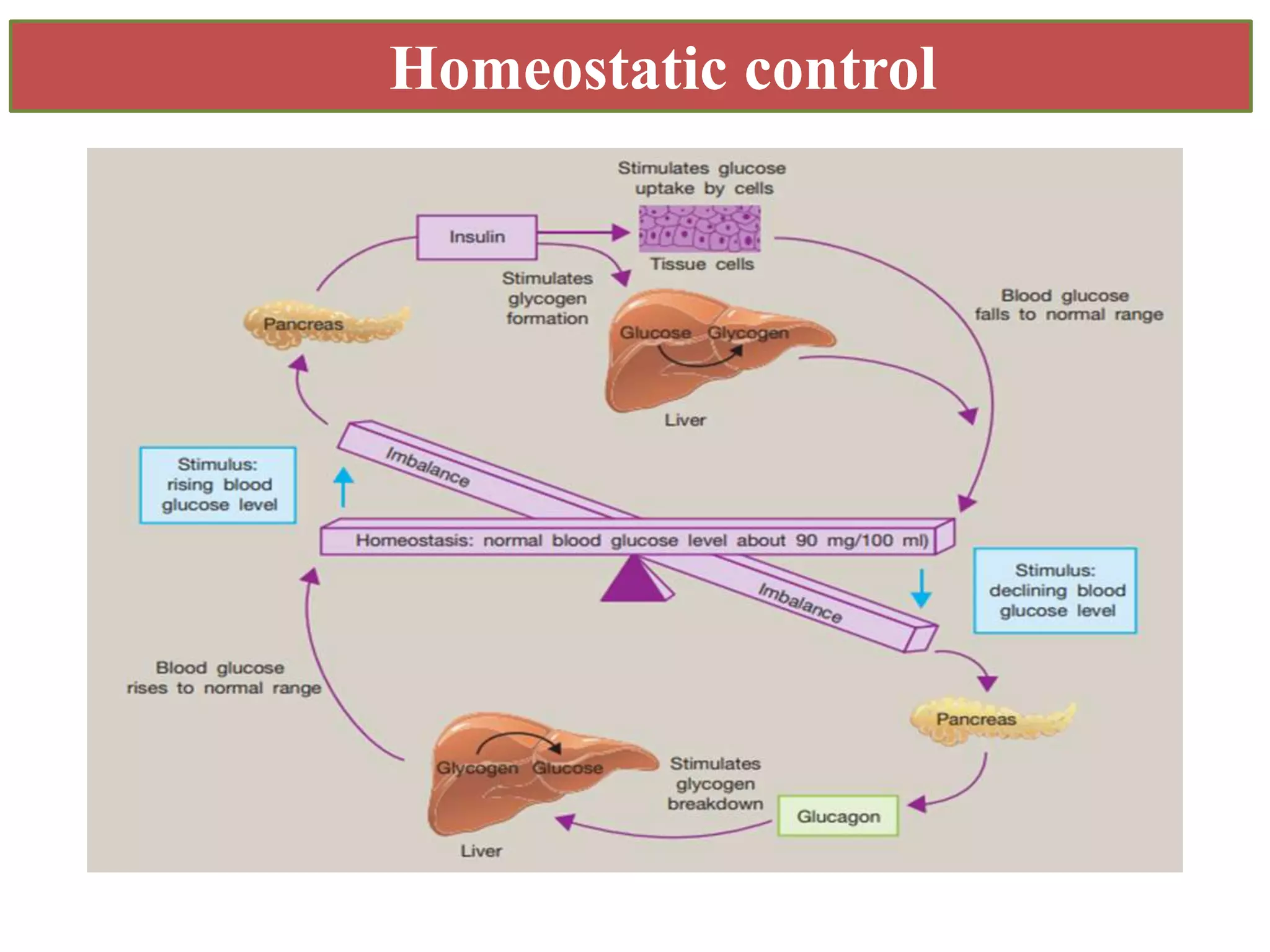 Mechanism of blood glucose Regulation | PPTX