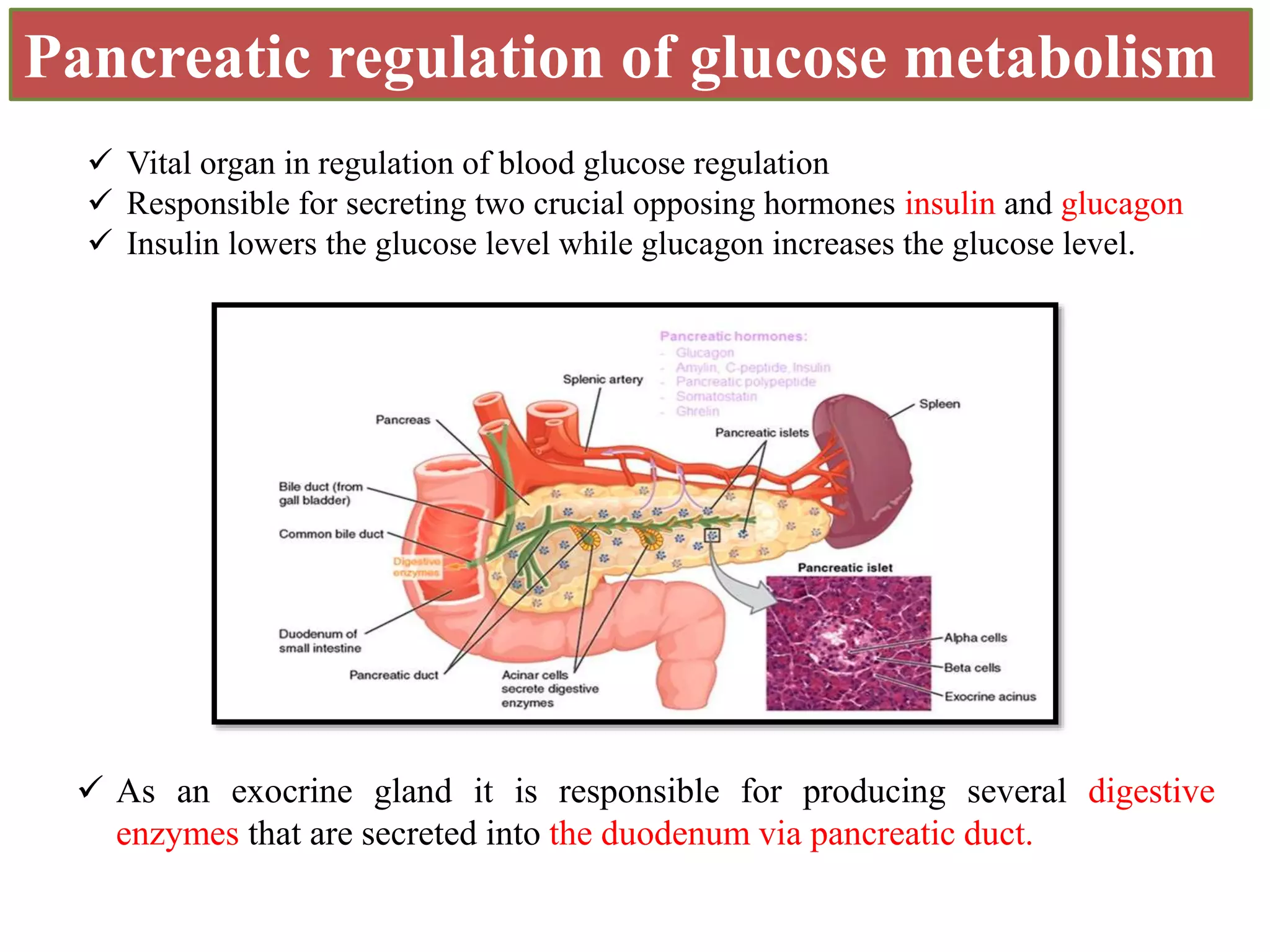 Mechanism of blood glucose Regulation | PPTX