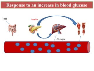 Mechanism of blood glucose Regulation | PPTX