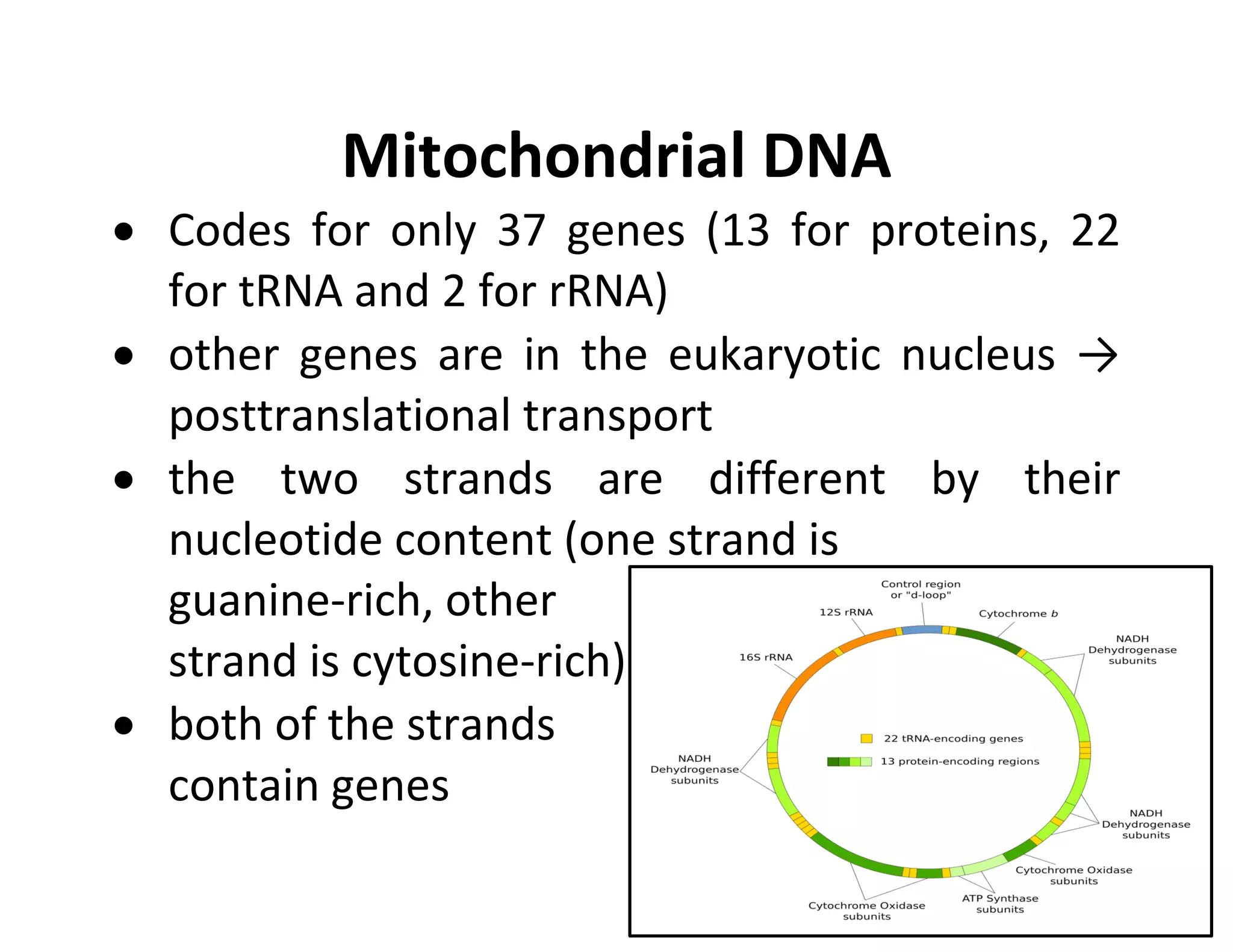 Mitochondria and the production of ATP, THE STRUCTURE OF MITOCHONDRIA | PDF