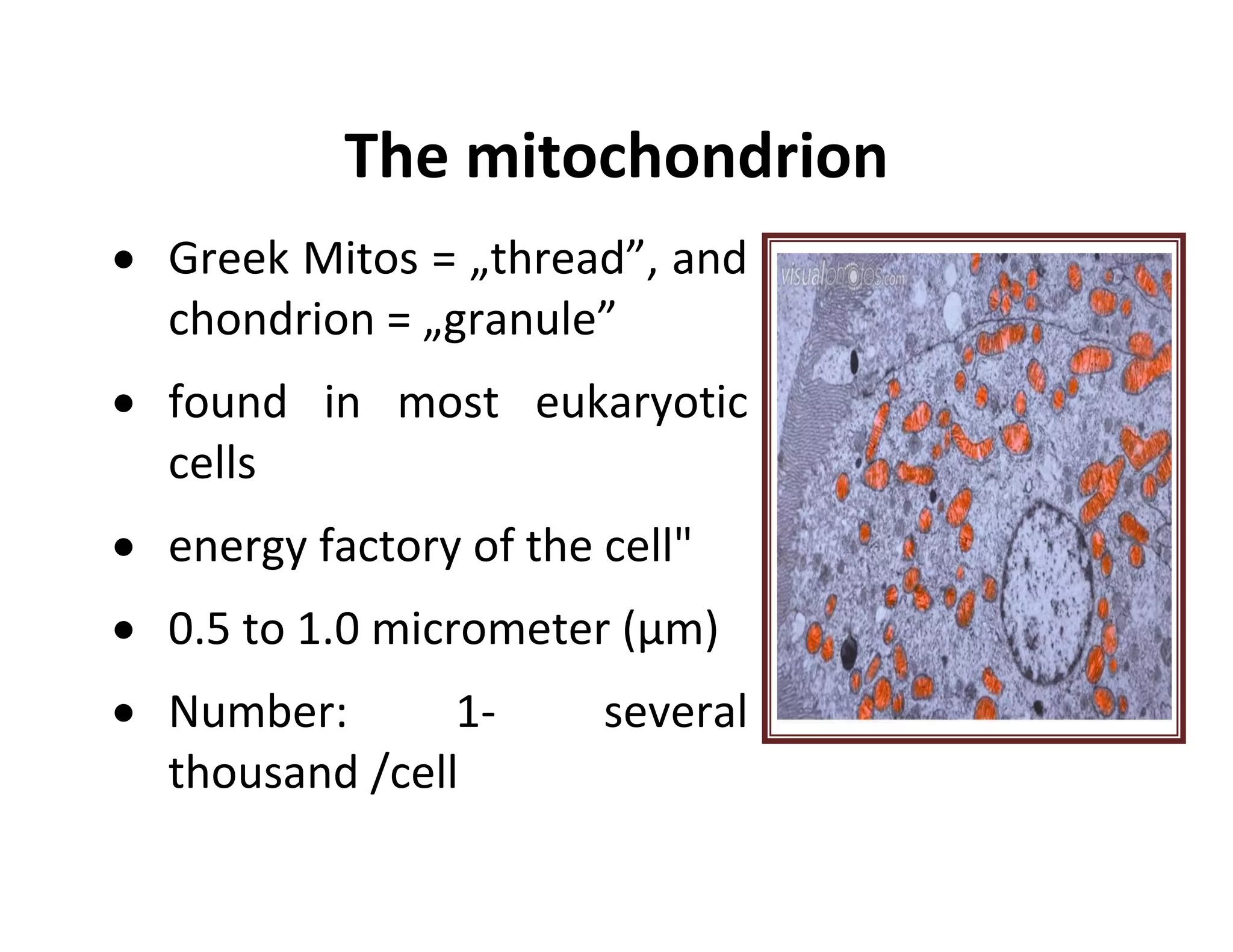 Mitochondria and the production of ATP, THE STRUCTURE OF MITOCHONDRIA | PDF
