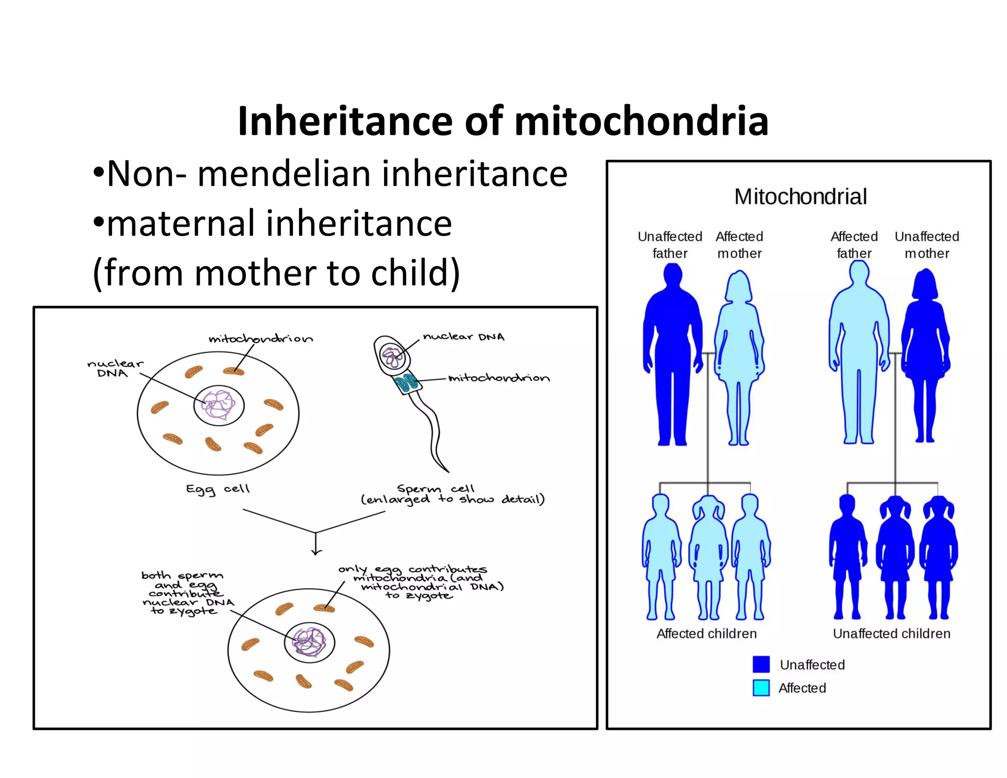 Mitochondria and the production of ATP, THE STRUCTURE OF MITOCHONDRIA | PDF
