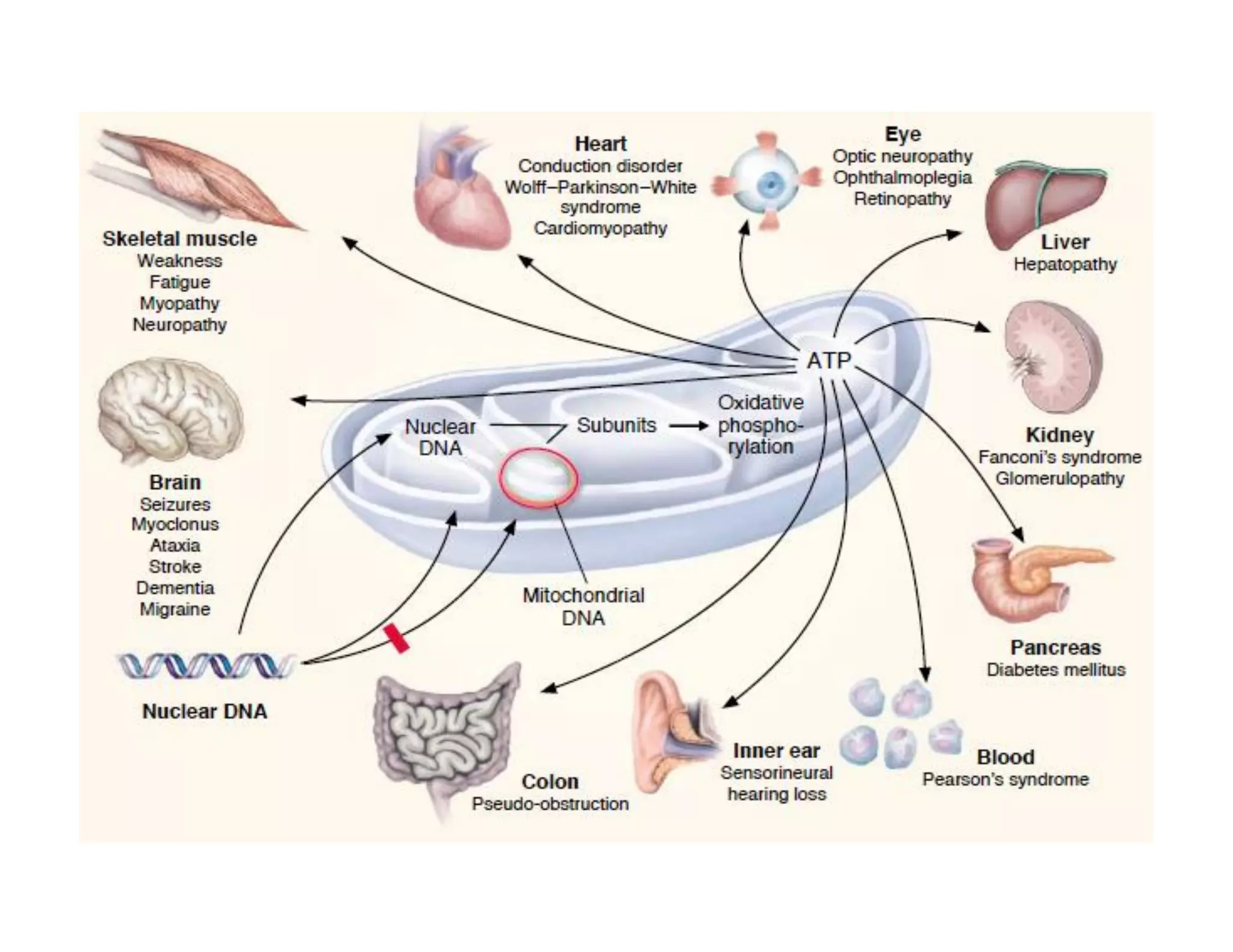 Mitochondria and the production of ATP, THE STRUCTURE OF MITOCHONDRIA | PDF