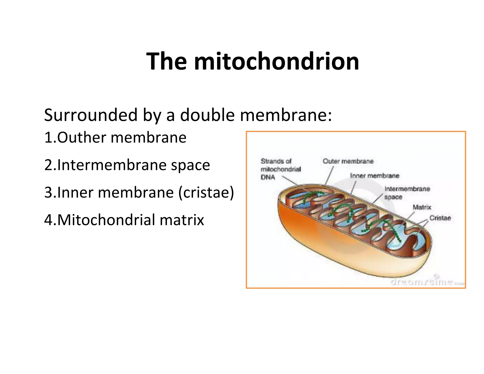 Mitochondria and the production of ATP, THE STRUCTURE OF MITOCHONDRIA | PDF