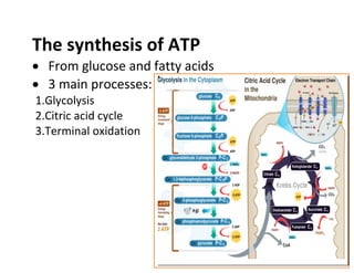 Mitochondria and the production of ATP, THE STRUCTURE OF MITOCHONDRIA | PPT