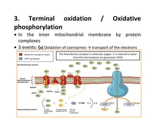 Mitochondria and the production of ATP, THE STRUCTURE OF MITOCHONDRIA | PDF