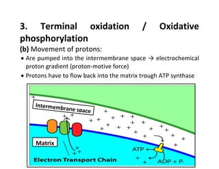 Mitochondria and the production of ATP, THE STRUCTURE OF MITOCHONDRIA | PPT
