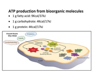 Mitochondria and the production of ATP, THE STRUCTURE OF MITOCHONDRIA | PPT