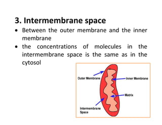 Mitochondria and the production of ATP, THE STRUCTURE OF MITOCHONDRIA | PPT