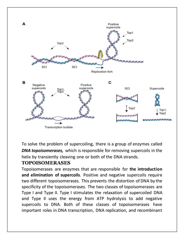 SUPERCOILING OF DNA | PDF