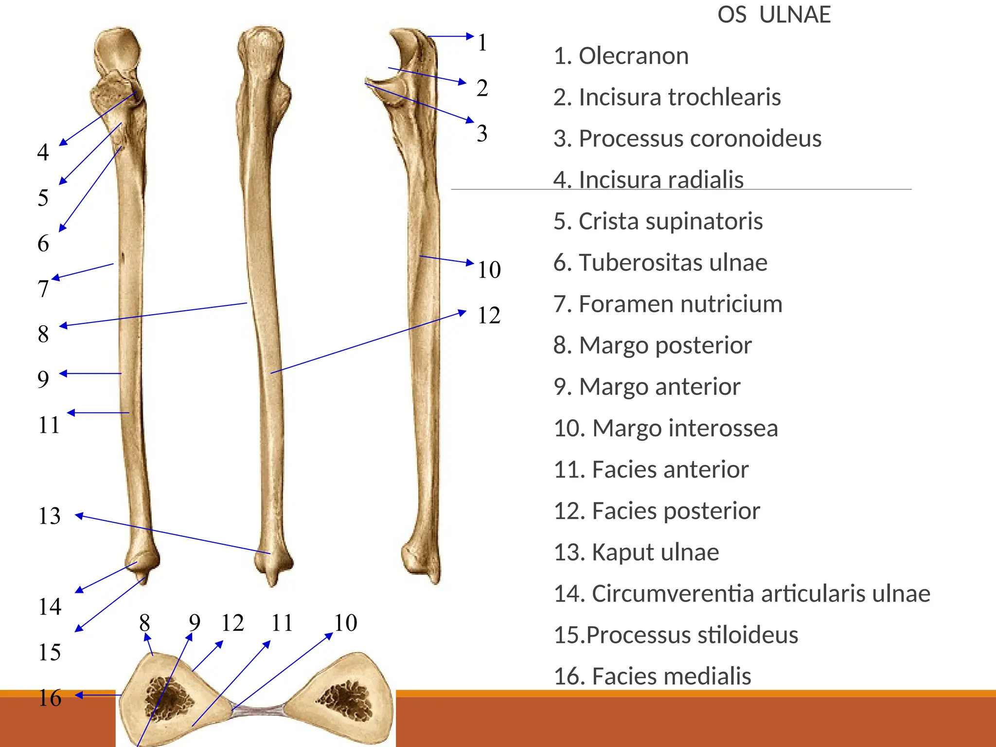 anatomi new Muskuloskeletal 22 part 1.ppt